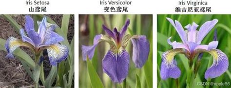 机器学习入门 鸢尾花数据集（上）鸢尾花公开数据集 Csdn博客