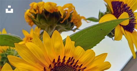 테이블 위에 노란 해바라기로 가득 찬 꽃병 사진 Unsplash의 무료 꽃 이미지