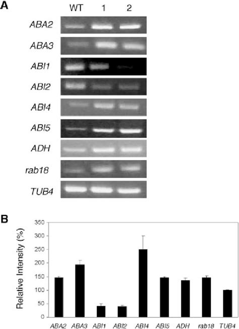 Transcript Accumulation Of ABA Biosynthetic ABA And Signaling ABI Download Scientific