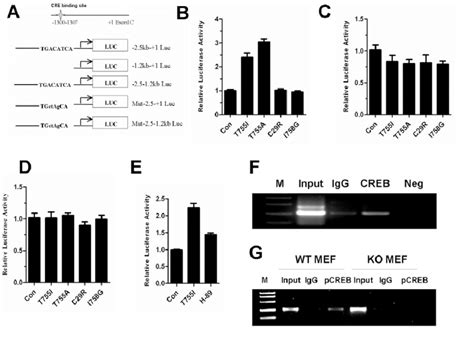 The Transcriptional Activity And Functional Cre Motif Of The ER