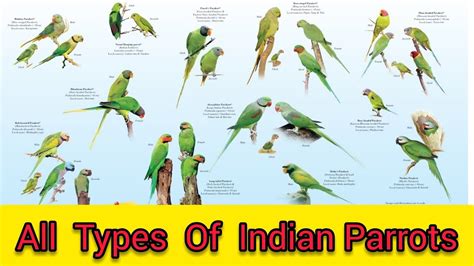 Types Of Green Parrots