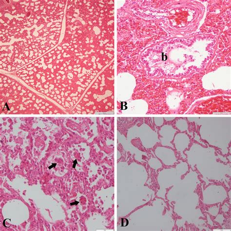 Lung Calf A B C Interstitial Pneumonia D Control Group A Brsv