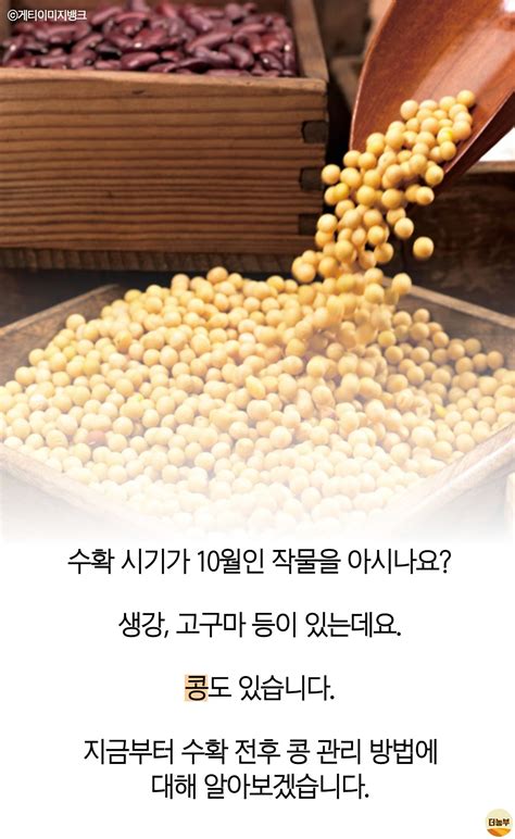 콩 수확 시 이건 꼭 주의하세요 네이버 포스트