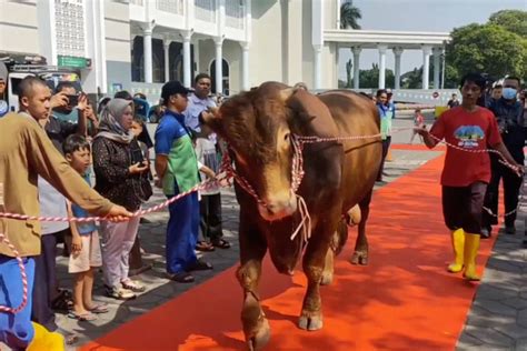 Sapi Kurban Jokowi Tiba Di Masjid Nasional Al Akbar Surabaya ANTARA News