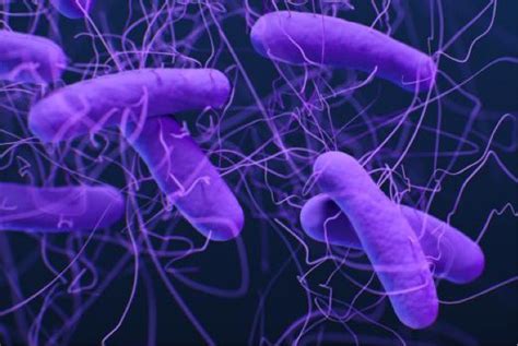 The Surprising Origin Of Deadly Hospital C Difficile Infections