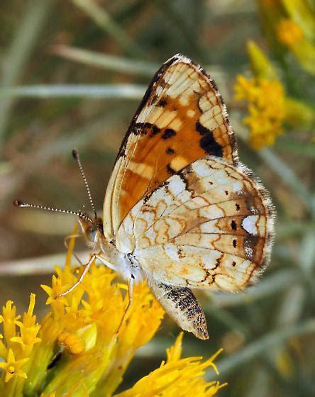 Phyciodes Phyciodes Pulchella Bugguidenet