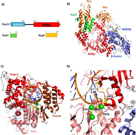 Figure 3 From A Structural View Of Sars Cov 2 Rna Replication Machinery