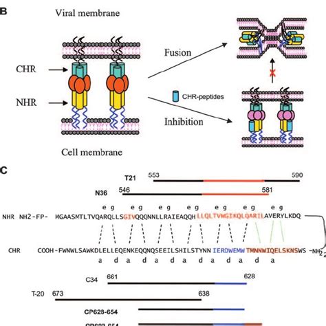 Structure And Function Of Hiv 1 Gp41 A Schematic View Of The Gp41 Download Scientific