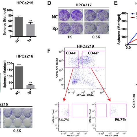 Mir 199a 3p Inhibits Xenograft Tumor Regeneration A Tumor