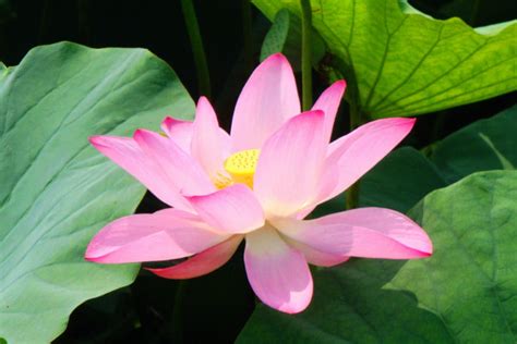 荷花根冬天怎样保存 发财农业网