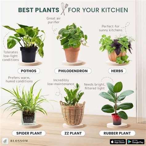 Pothos Basic Care Guide Artofit