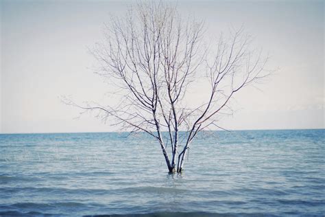 Underwater Tree Photos Download The Best Free Underwater Tree Stock