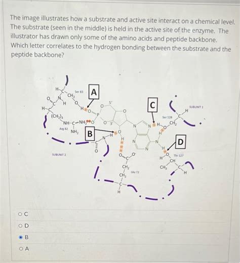 Solved The Image Illustrates How A Substrate And Active Site Chegg