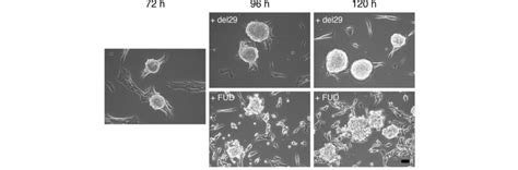Fibronectin Matrix Assembly Maintains Aggregate Cohesion Fn Null Mefs