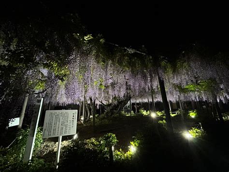 竹鼻別院の藤の花 がっきーのブログ