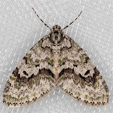 Mottled Gray Carpet Cladara Limitaria Bugguidenet