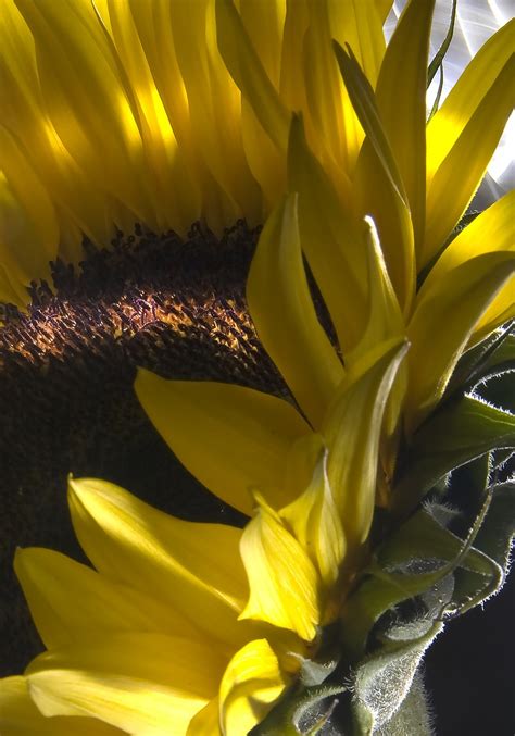 Girasol Flor Tierra Foto Gratis En Pixabay Pixabay