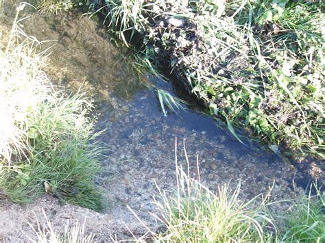 Sallys Nature Watch Around Houghton Regis Old And New River Lea Catchment Partnership
