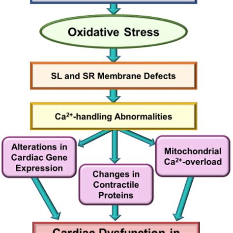 Role of Ca² handling abnormalities in oxidative stress induced cardiac
