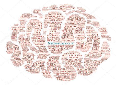 Neuroplasticity Brain Word Cloud Stock Vector Image By ©arloo 130314196