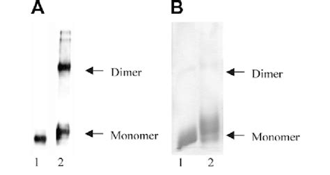 A B Western Blot A And Sds Page B Analysis Of Purified Antigens