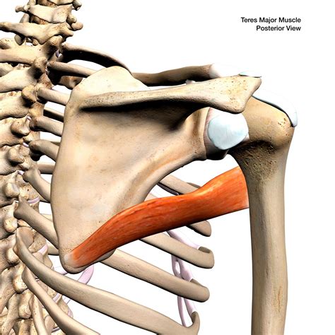 Muscle Minute Tuesday Meet The Teres Major Movewell Academy