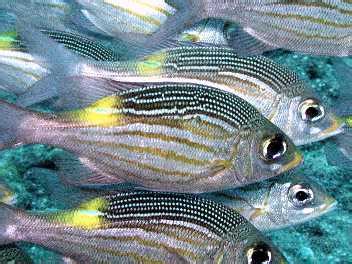 素人が作ったお魚図鑑スズキ目スズキ亜目フエフキダイ科ノコギリダイ