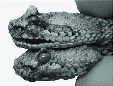 Sexual Difference In Relative Eye Size Preserved Adult Crotalus Download Scientific Diagram