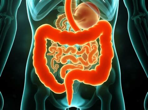Appendicitis And Gut Microbiota Understanding The Connection And Impact