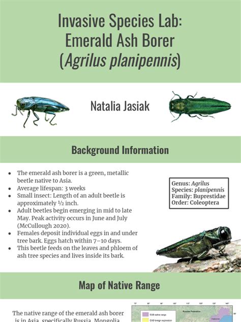 Week 9 Lab Emerald Ash Borer Pdf Insects Insects And Humans