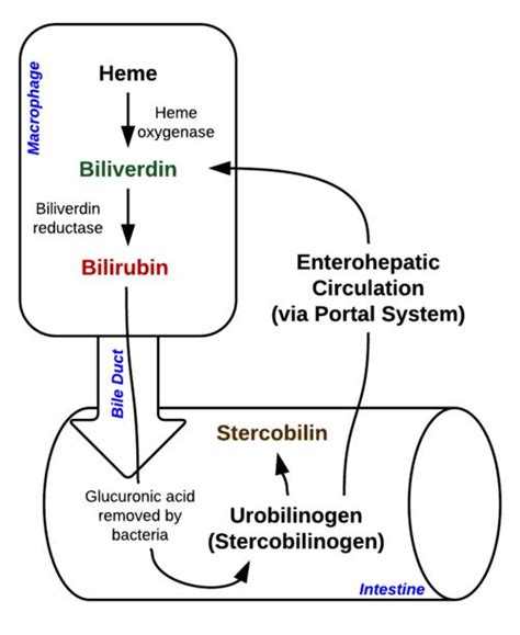 Bilirubin Wikipedia The Free Encyclopedia Portal System