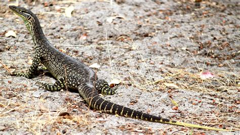 Is A Goanna A Monitor Lizard
