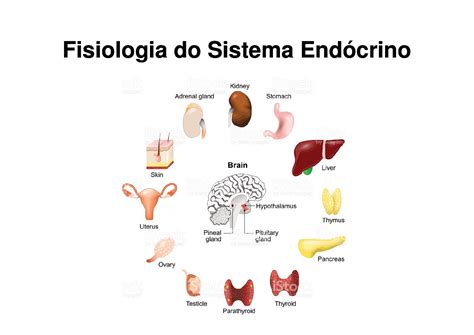 Resumo Do Sistema Endócrino Docsity