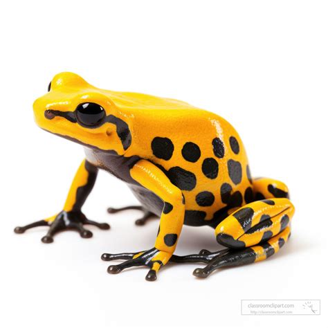 Amphibian Pictures Yellow Poison Dart Frog Isolated On White Background