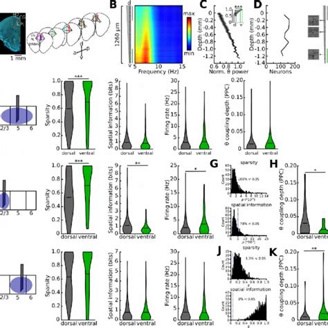 multiple topographical gradients of spatial pattern reactivation during