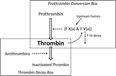 The Minimal Reaction Scheme To Explain A Thrombin Generation Curve