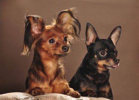 Собака с большими ушами и короткими лапами порода с фото и названием