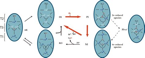 Mechanism Of O Reduction To Water By The MCOs Red Arrows Indicate Download Scientific Diagram