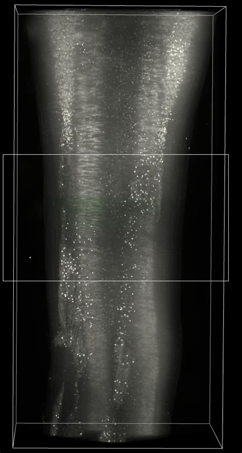 flat field correction in bigstitcher image analysis image sc forum