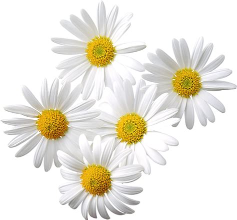 Common Daisy Clip Art White Daisy Transparent Png Clip Art Image Png Images