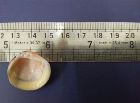 Can Anyone Help Me Out For This Bivalve Identification Collected From Can Anyone Help Me Out For This Bivalve Identification Collected From