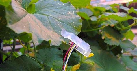 Leaf Sensor Tells Farmers When Plants Are Thirsty