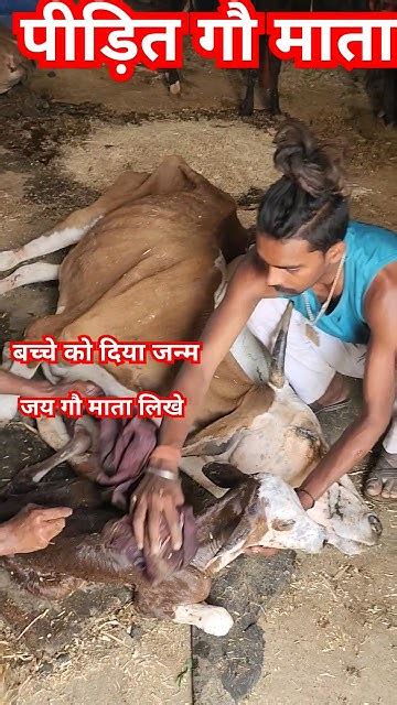 पीड़ित गौ माता भगवाजी Trending Animals Gaumaa Instareels Gaumata