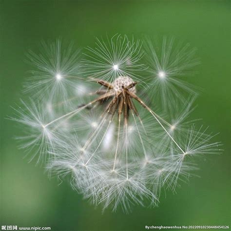 蒲公英摄影图 花草 生物世界 摄影图库 昵图网