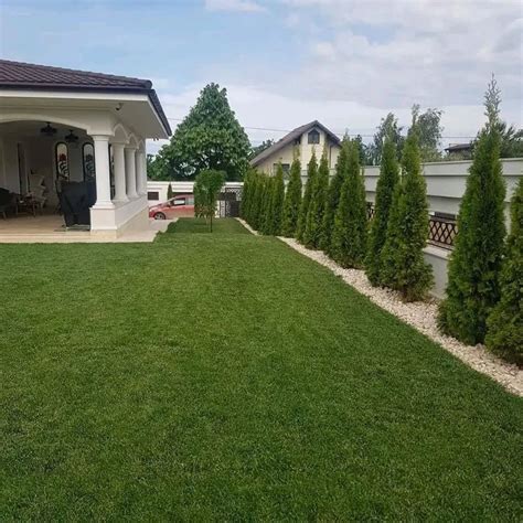 Green Natural Mexican Lawn Grass For Fruits 3 Feet At Best Price In