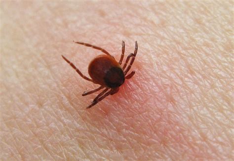 Tick Facts The Mosquito Guy