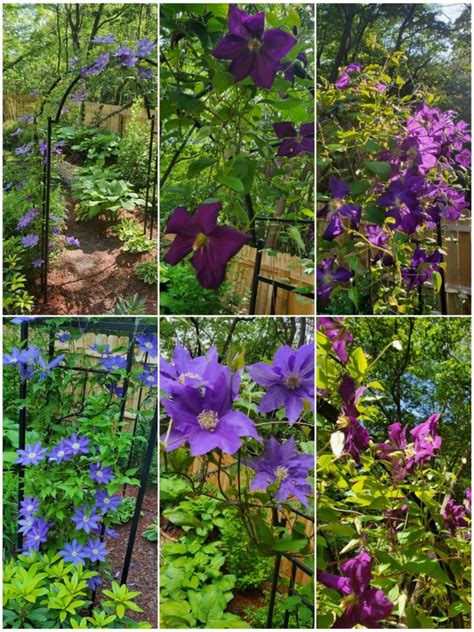 Foundation Plantings The Whys The Whats And The Hows