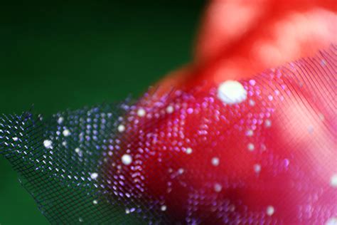 Macro Background Free Stock Photo Public Domain Pictures