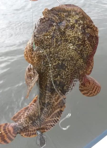 Oyster Toadfish Opsanus Tau Delaware Surf