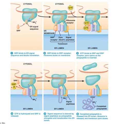 Module E The Endomembrane System Flashcards Quizlet